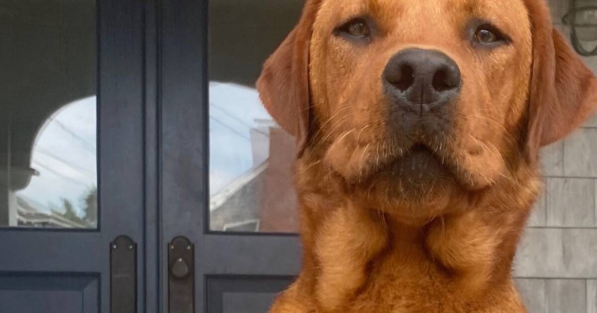 The Strudwick File: The Bitter Reality of the Bitter Apple Spray ...