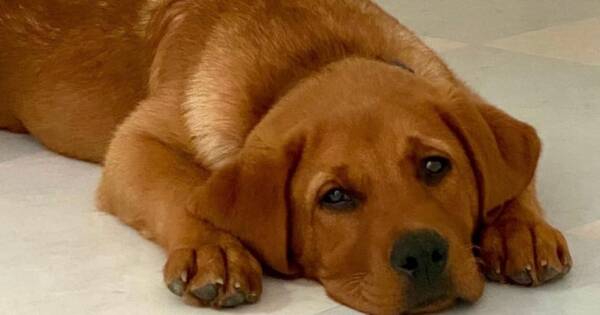 The Strudwick File: Strud 1, Toy 0 – Megyn Kelly