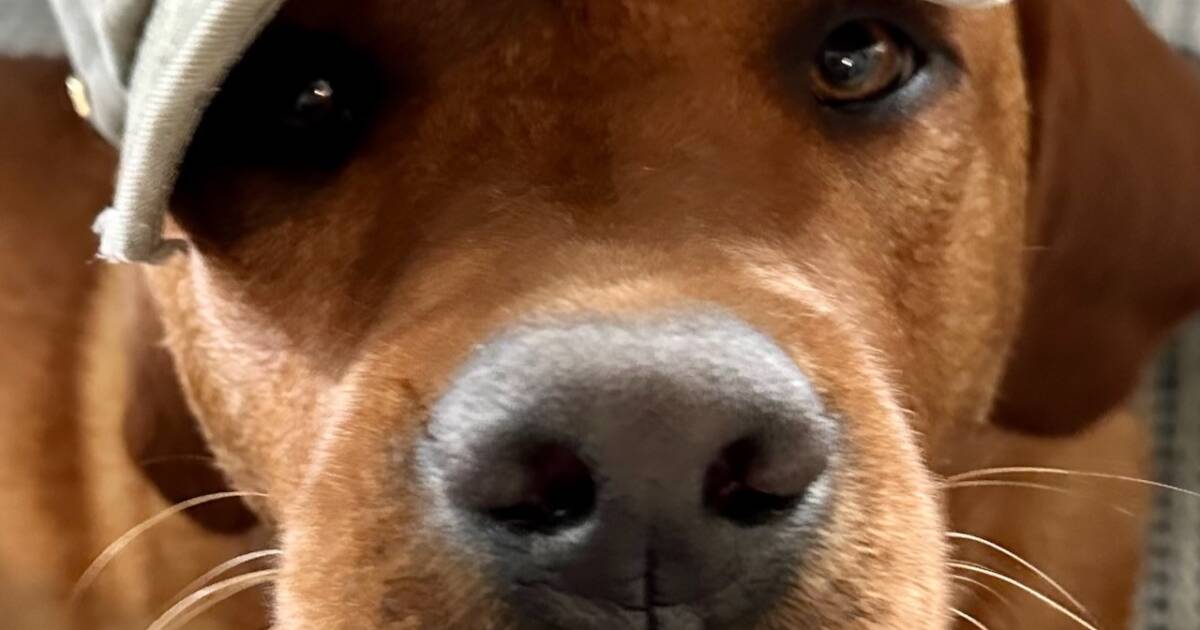 The Strudwick File: The Tale of the Table – Megyn Kelly