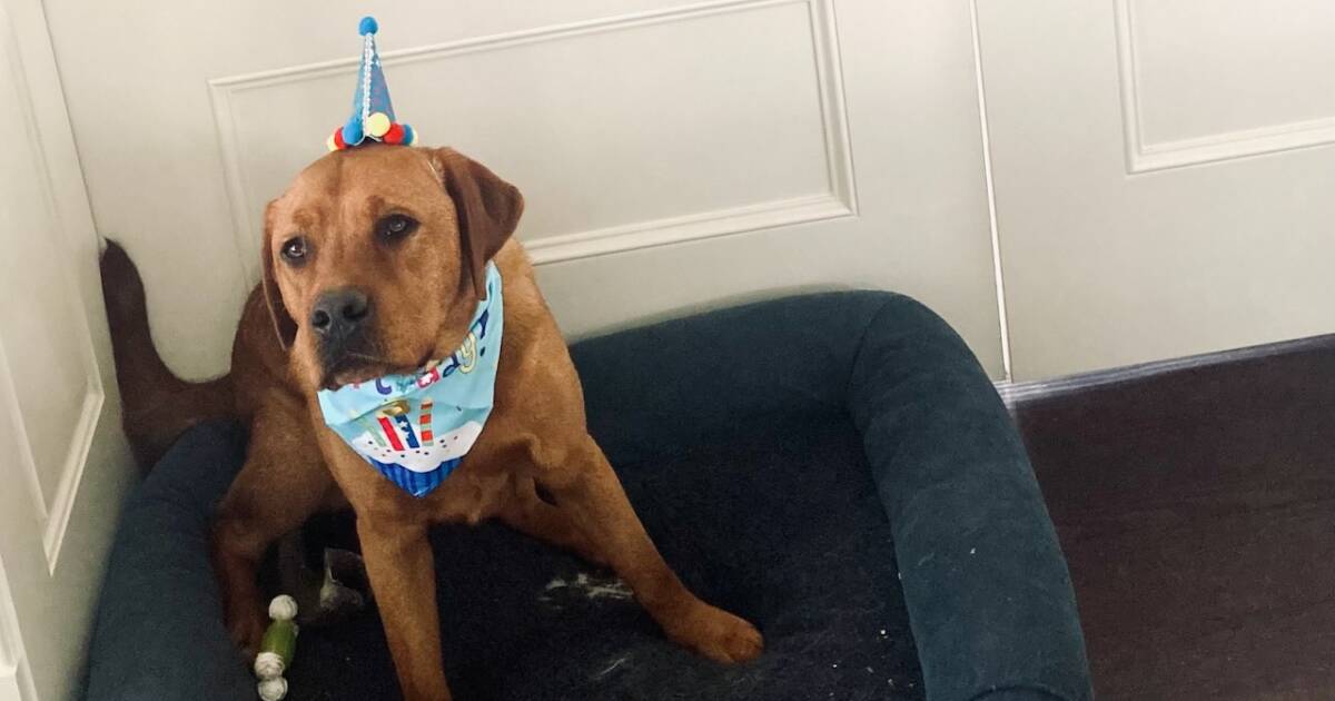 The Strudwick File: Happy Birthday, Strud! – Megyn Kelly