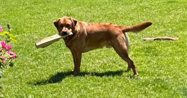 The Strudwick File: A Taste for Timber – Megyn Kelly